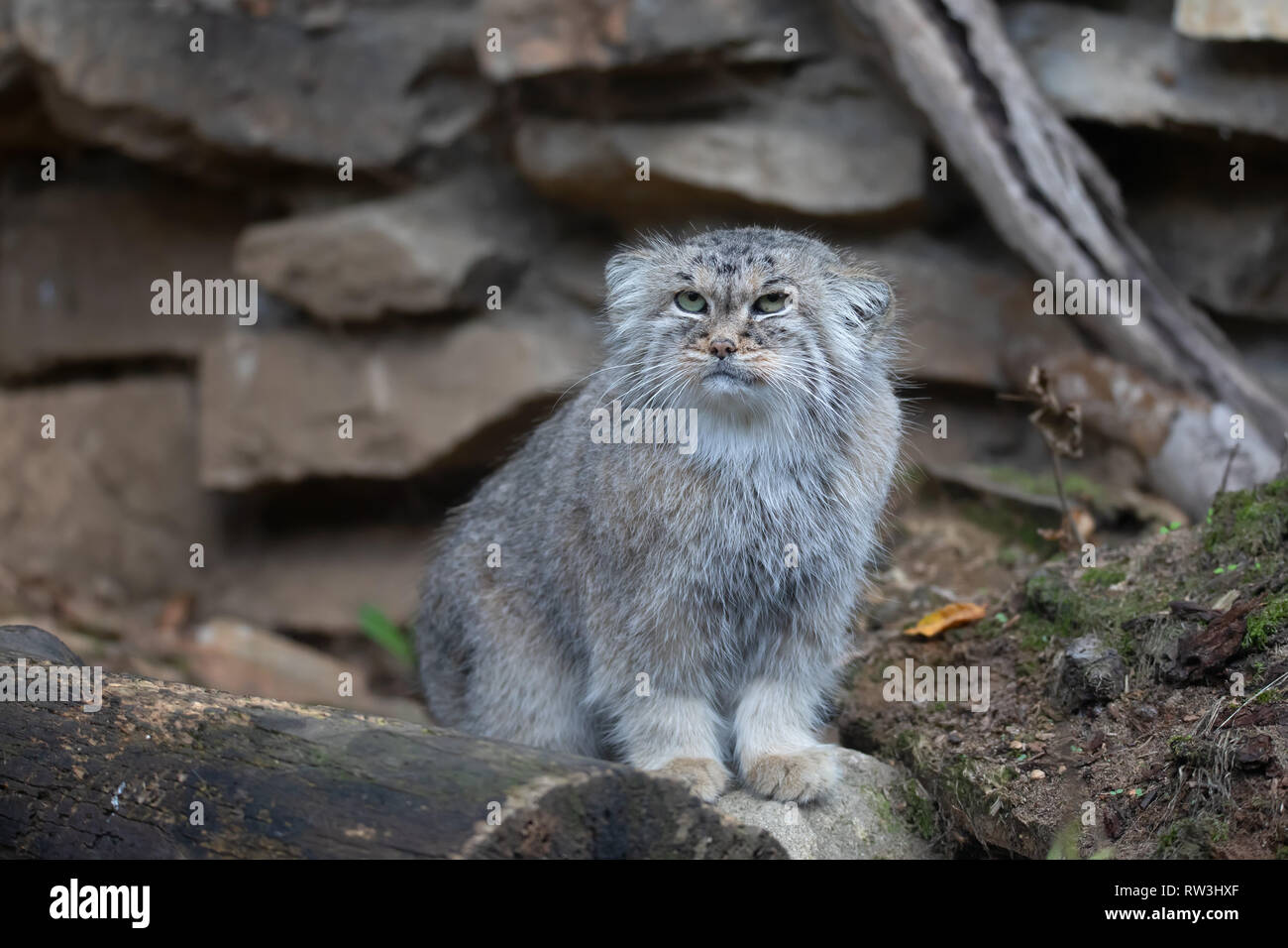 portrait of beautiful cat, Pallas's cat, Otocolobus manul resting ...