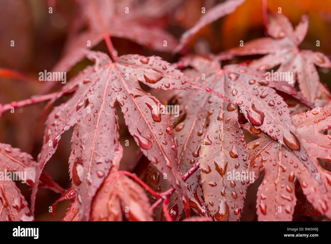 macro water drops on red maple leaf for natural background, beautiful ...