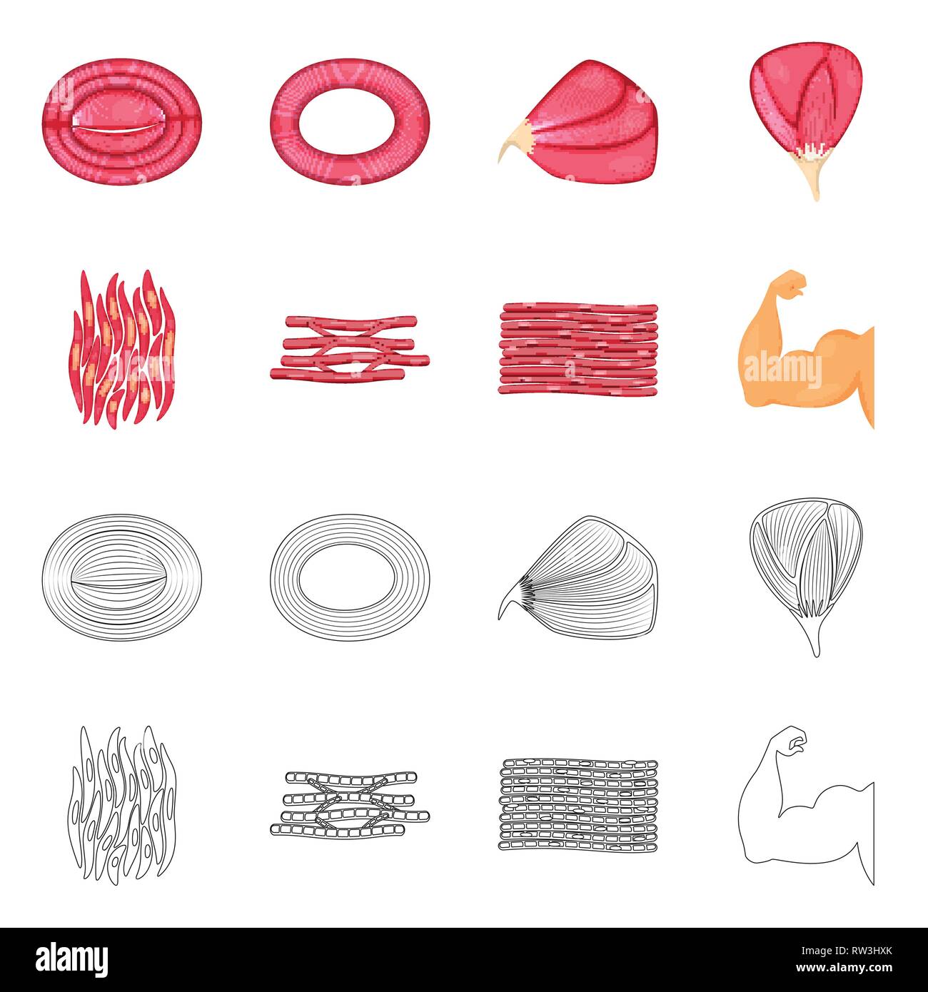 Vector illustration of fiber and muscular icon. Set of fiber and body ...