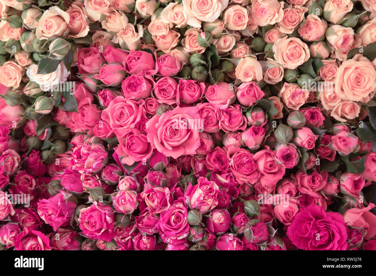Rose market vintage hi-res stock photography and images - Alamy