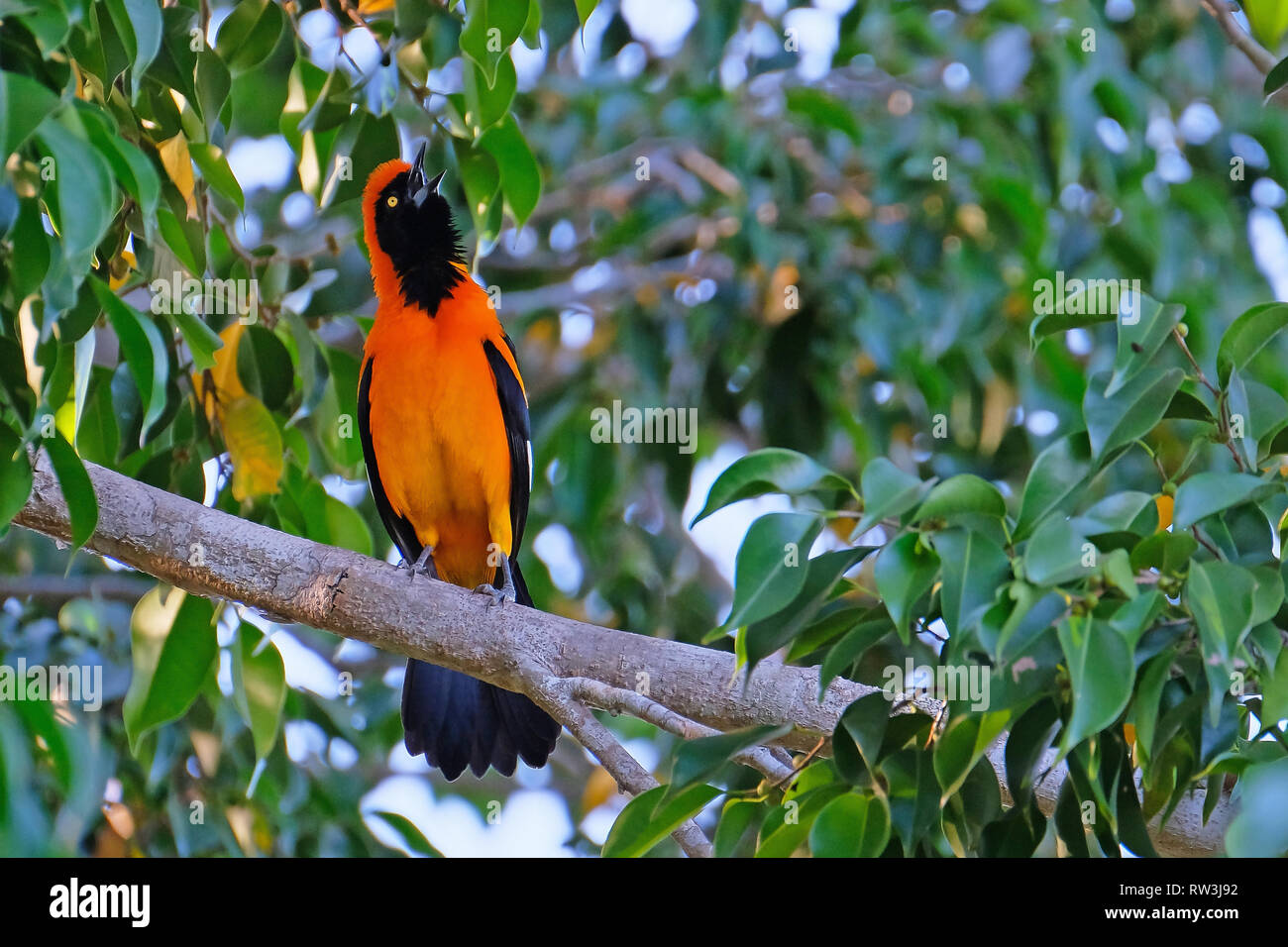 Orange-backed Troupial, Icterus Croconotus, perching on a branch ...