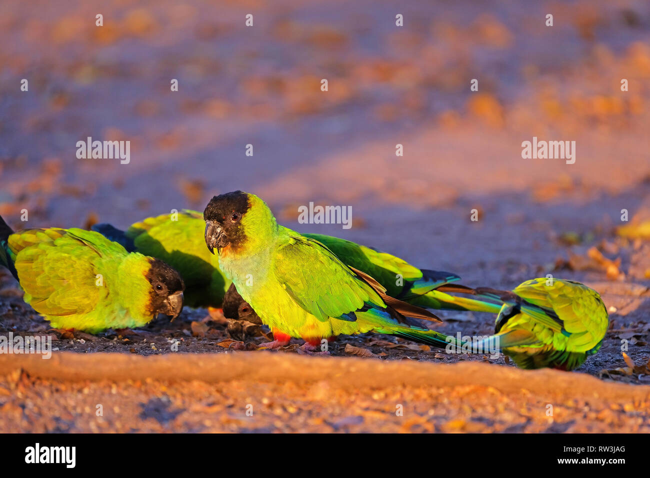Nanday Parakeets, Aratinga Nenday, also known as the Black-hooded ...