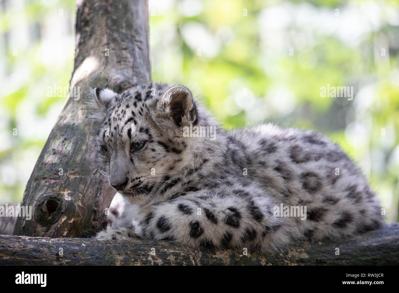 Playful snow leopard hi-res stock photography and images - Alamy