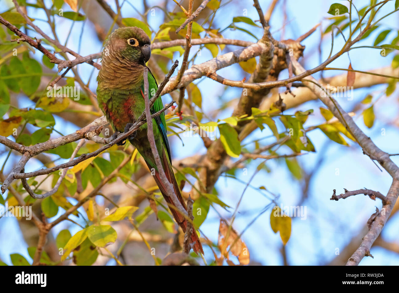 Scaly headed parrot (pionus maximiliani) hi-res stock photography and ...