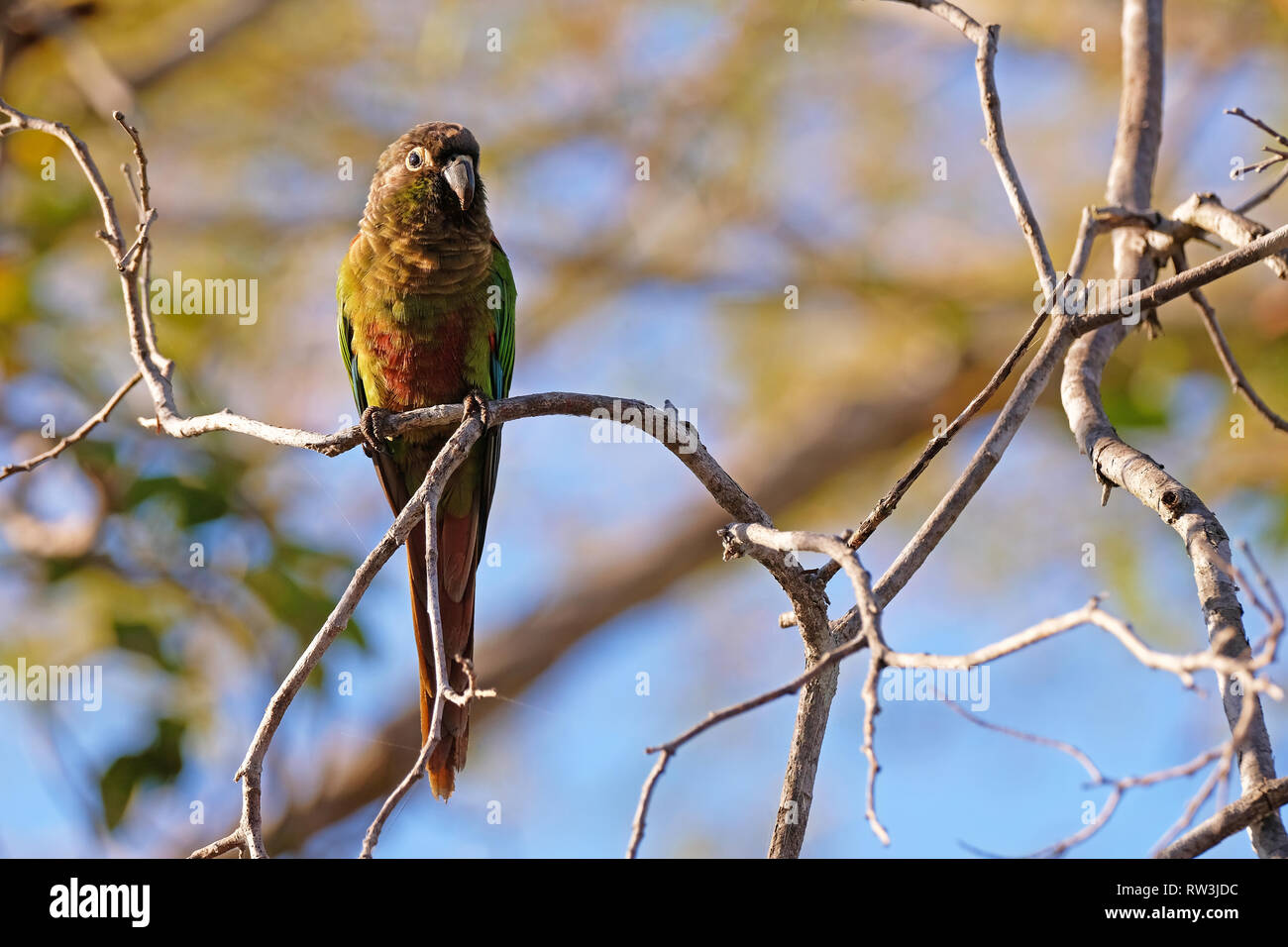 Scaly headed parrot (pionus maximiliani) hi-res stock photography and ...