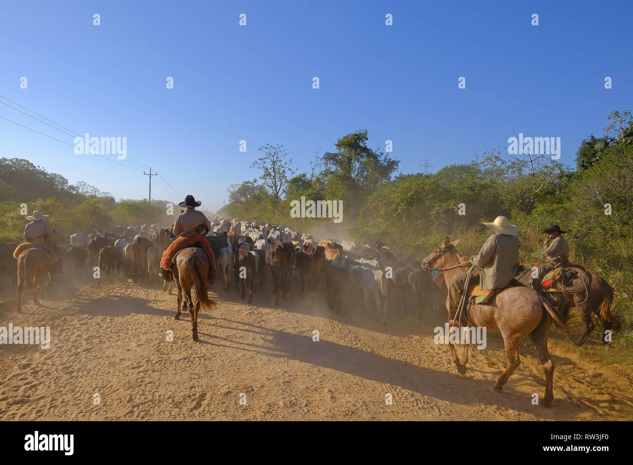 Cowboy driving horses hi-res stock photography and images - Alamy