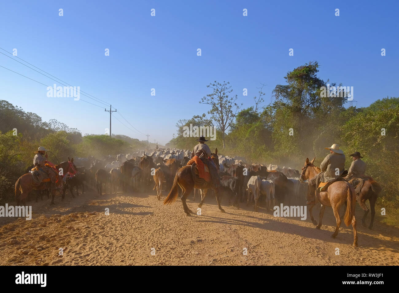 Cowboy driving horses hi-res stock photography and images - Alamy