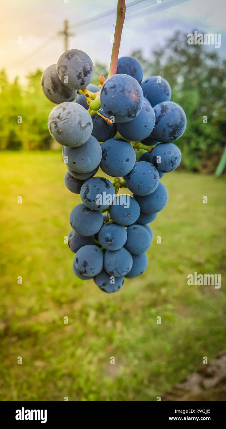 Bunch of grapes Stock Photo - Alamy