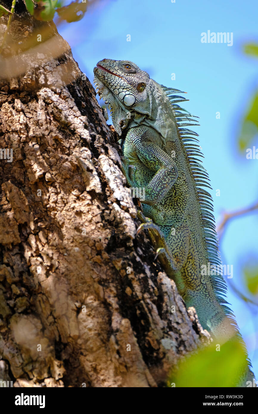 Green Iguana, Iguana Iguana, also known as the American Iguana ...