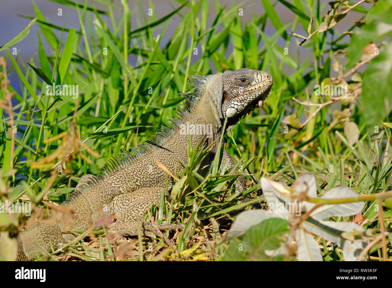 Green Iguana, Iguana Iguana, also known as the American Iguana ...