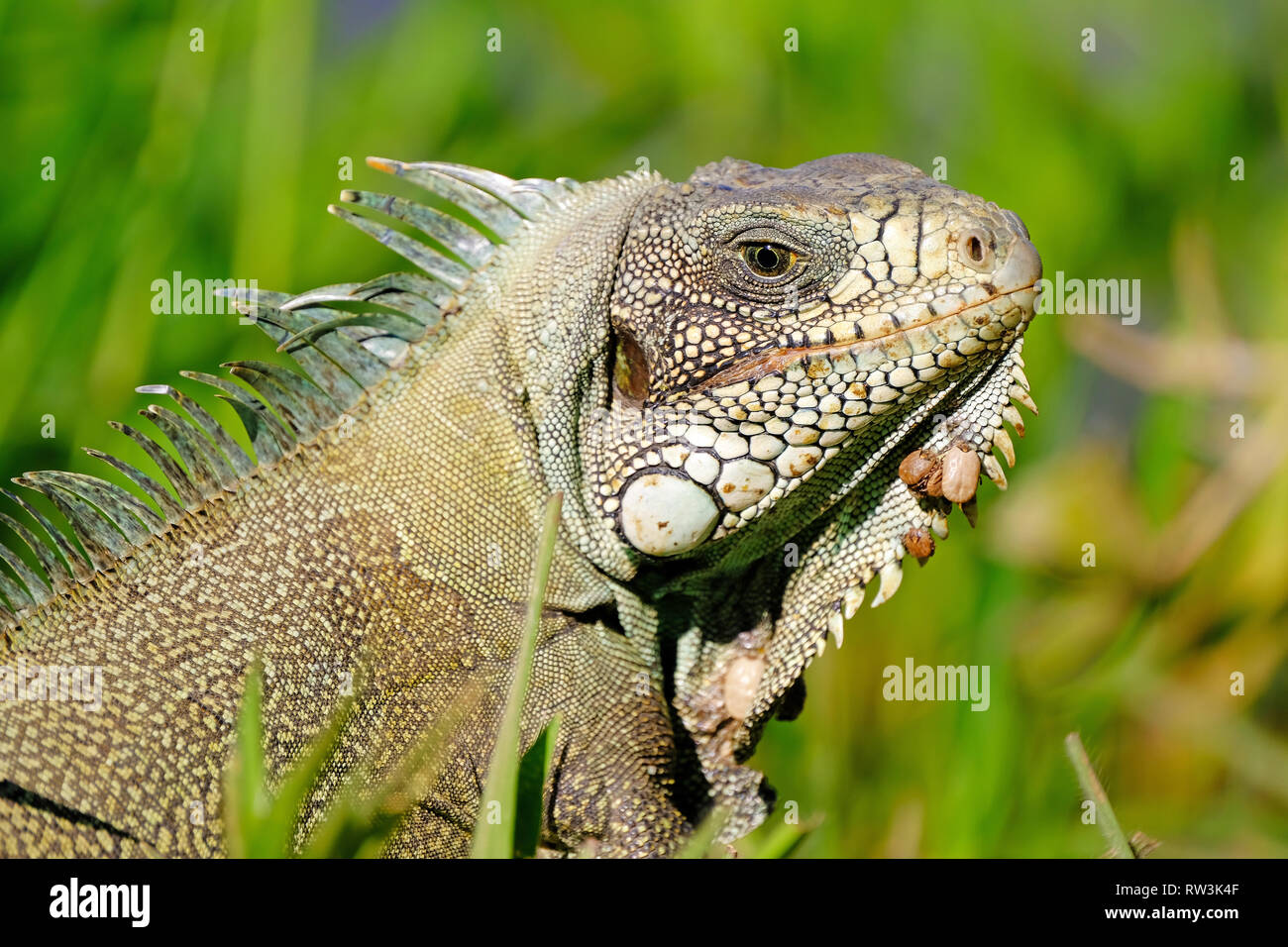 Green Iguana, Iguana Iguana, also known as the American Iguana ...
