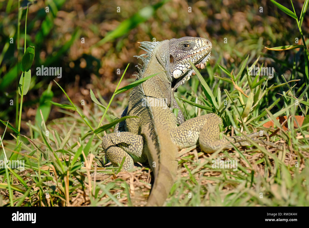 Green Iguana, Iguana Iguana, also known as the American Iguana ...
