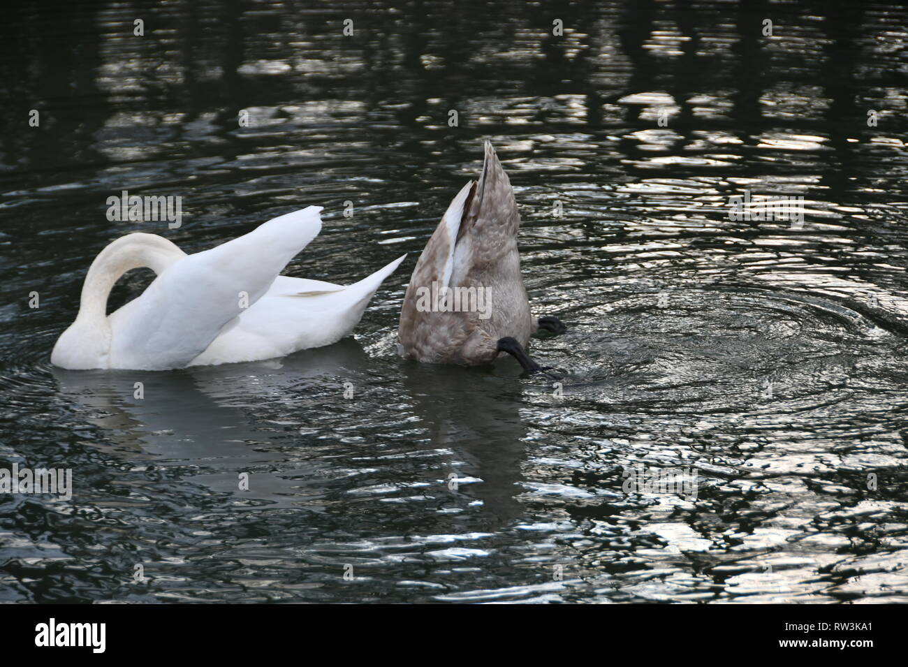 swan enjoying life with its youngster on the lake of constance Stock ...