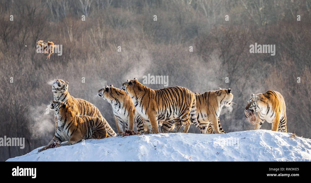 Several siberian tigers are standing on a snow-covered hill and catch ...