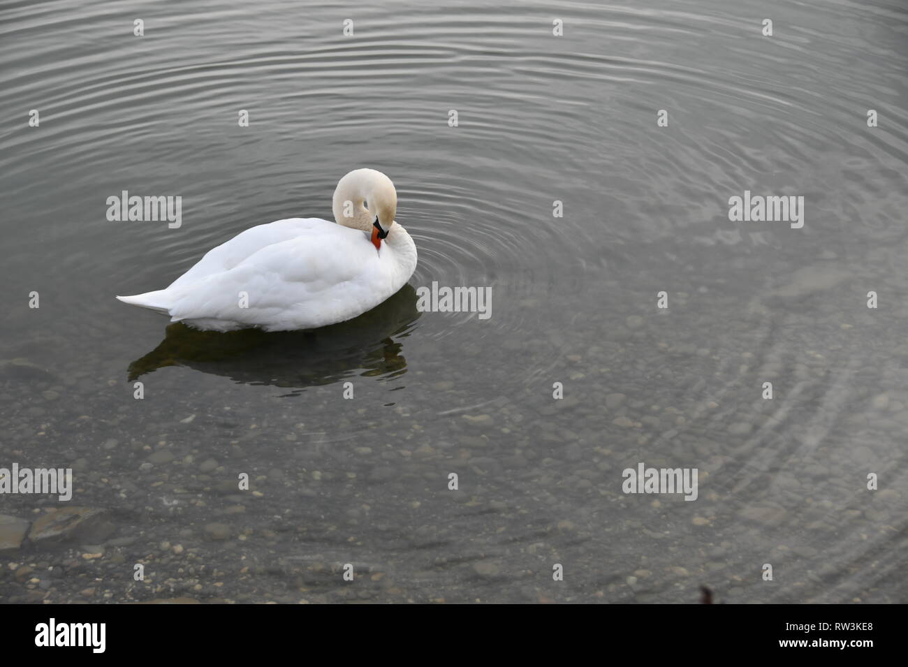 swan enjoying life on the lake of constance Stock Photo - Alamy
