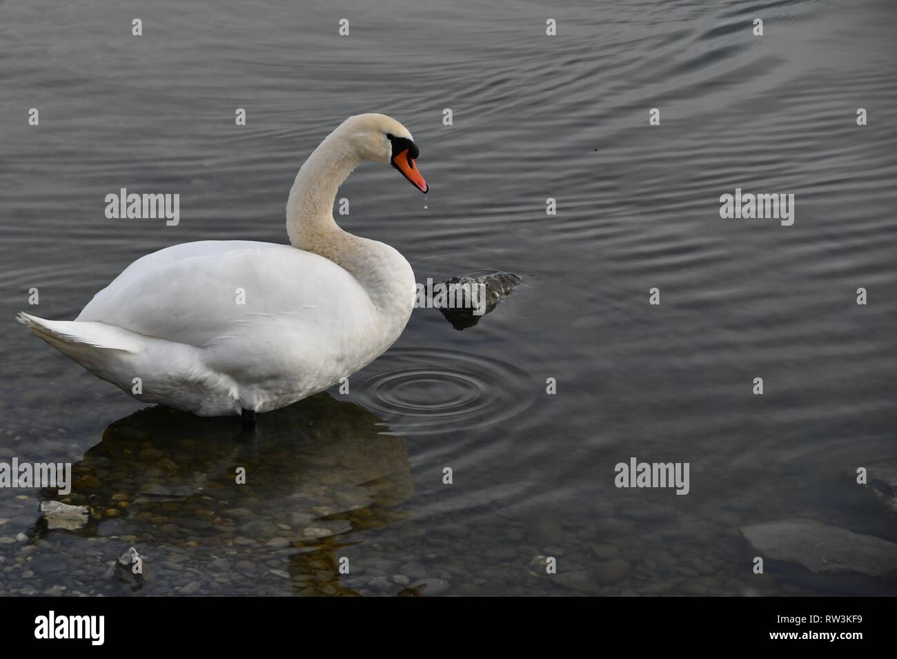 swan enjoying life on the lake of constance Stock Photo - Alamy