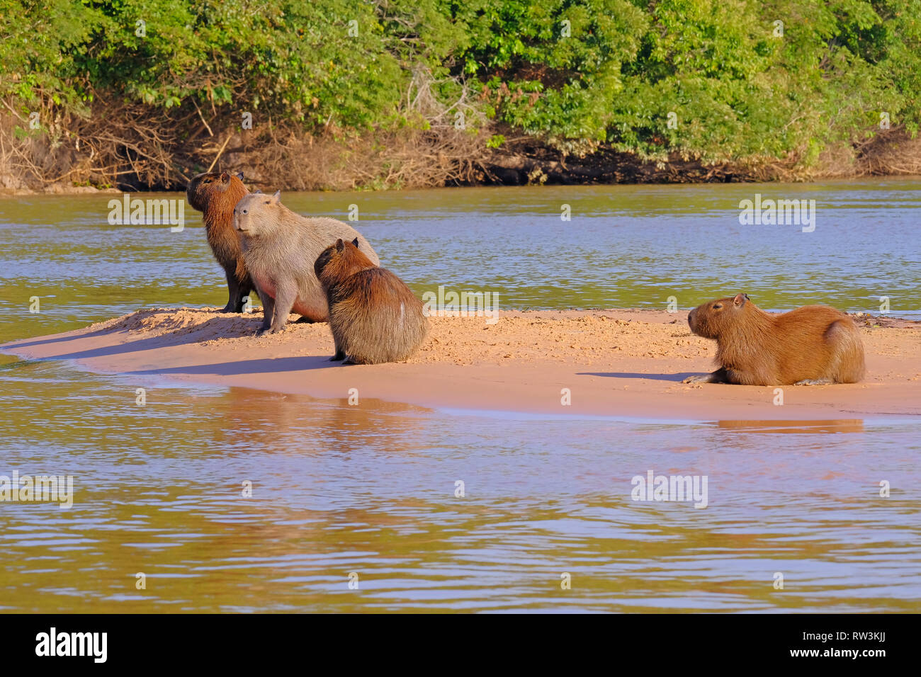 Capybara family, Hydrochoerus Hydrochaeris, also called chiguire ...