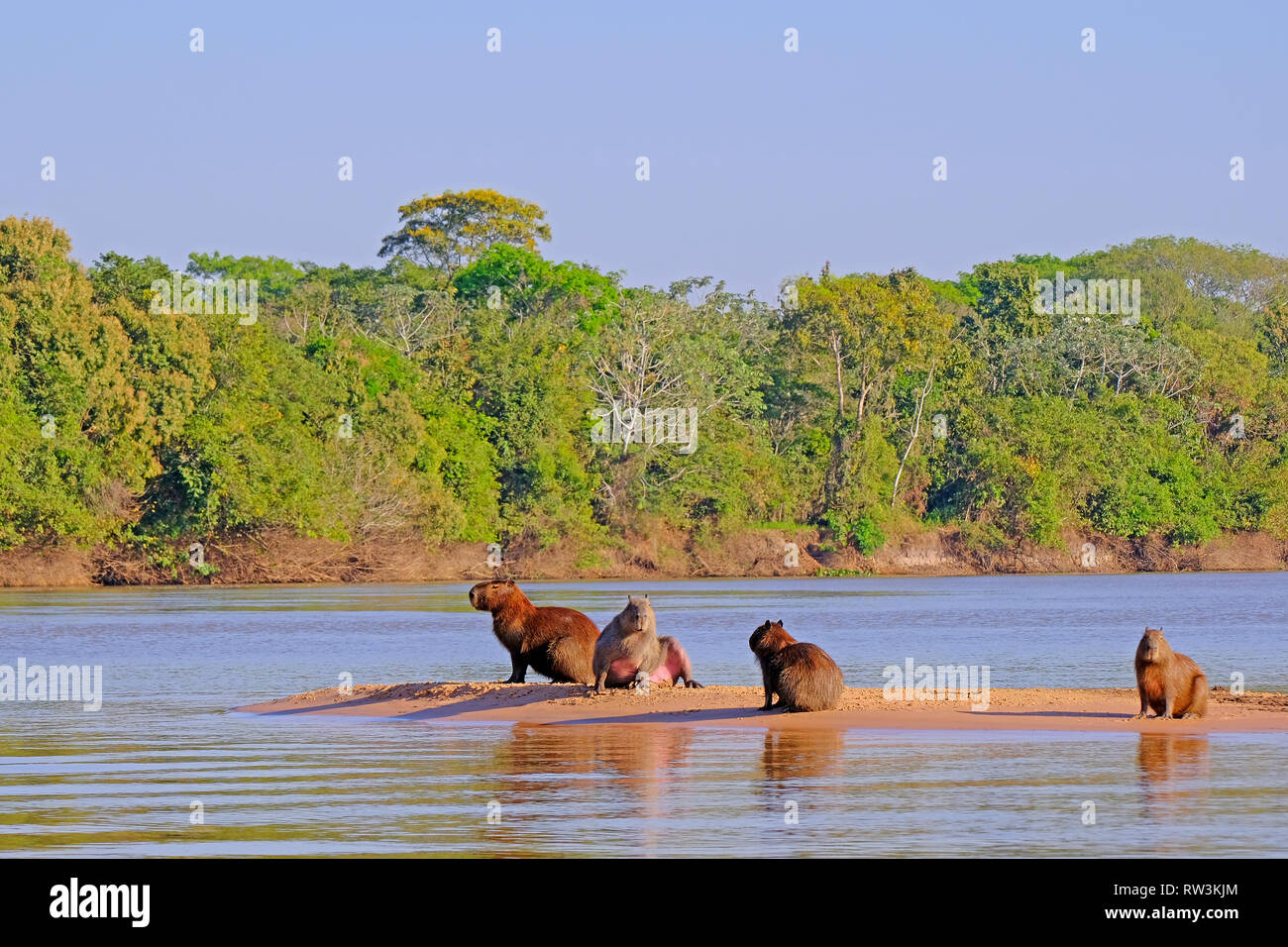 Capybara family, Hydrochoerus Hydrochaeris, also called chiguire ...