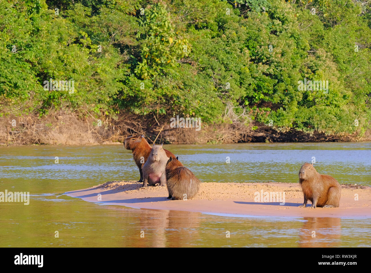 Capybara family, Hydrochoerus Hydrochaeris, also called chiguire ...
