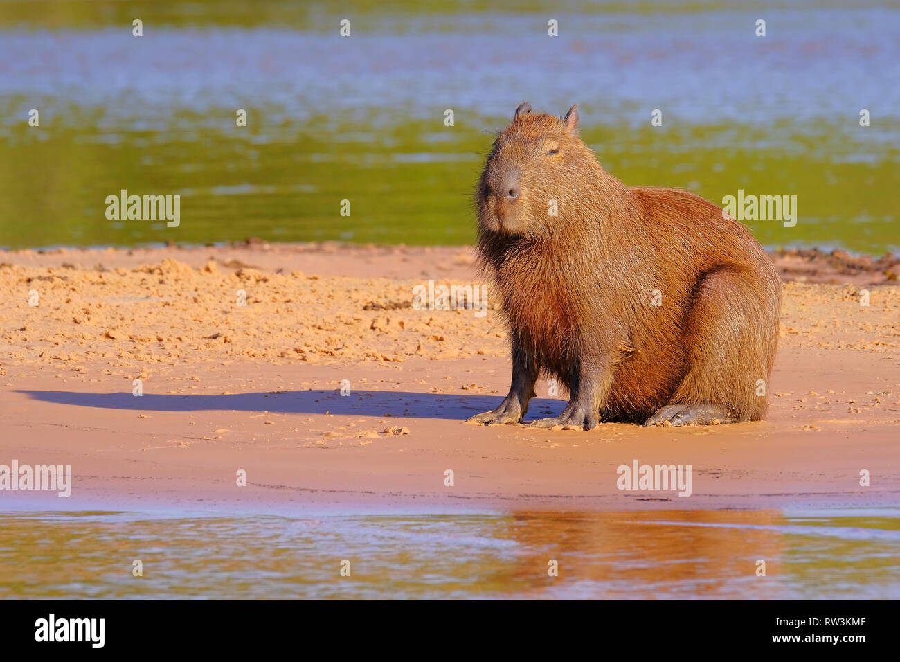 Capybara family, Hydrochoerus Hydrochaeris, also called chiguire ...
