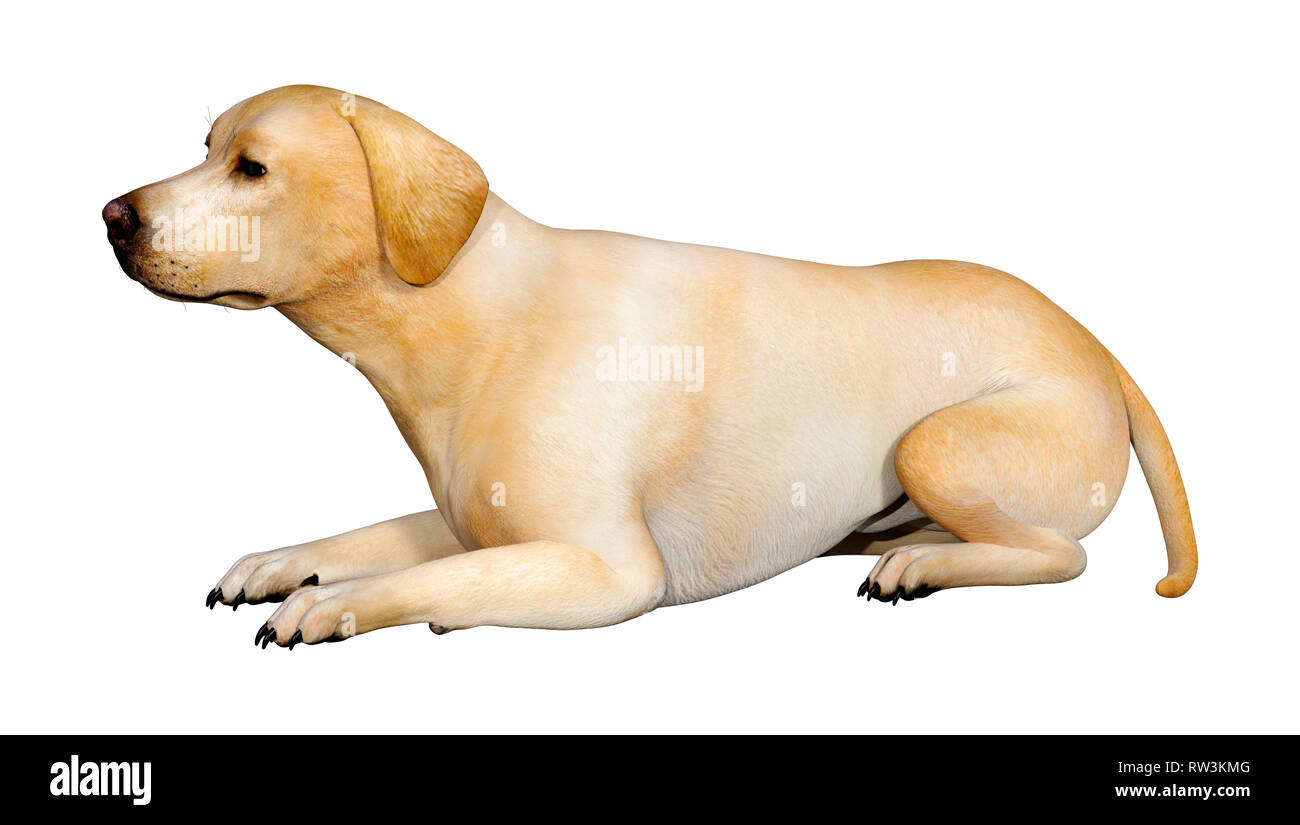 3D rendering of a yellow labrador dog isolated on white background ...