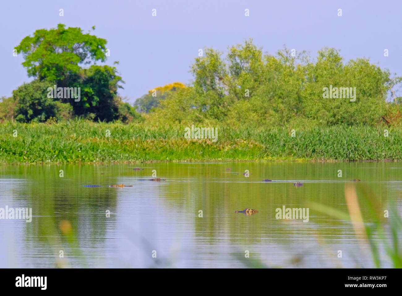 Densely forested shores of the Cuiaba river in the brazilian Pantanal ...