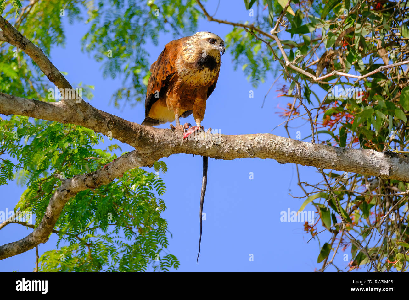 Snake Eating Bird High Resolution Stock Photography and Images - Alamy
