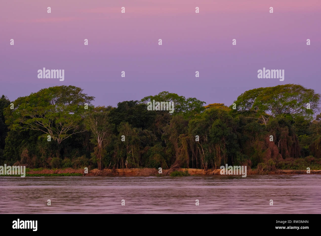 Densely forested shores of the Cuiaba river in the brazilian Pantanal ...