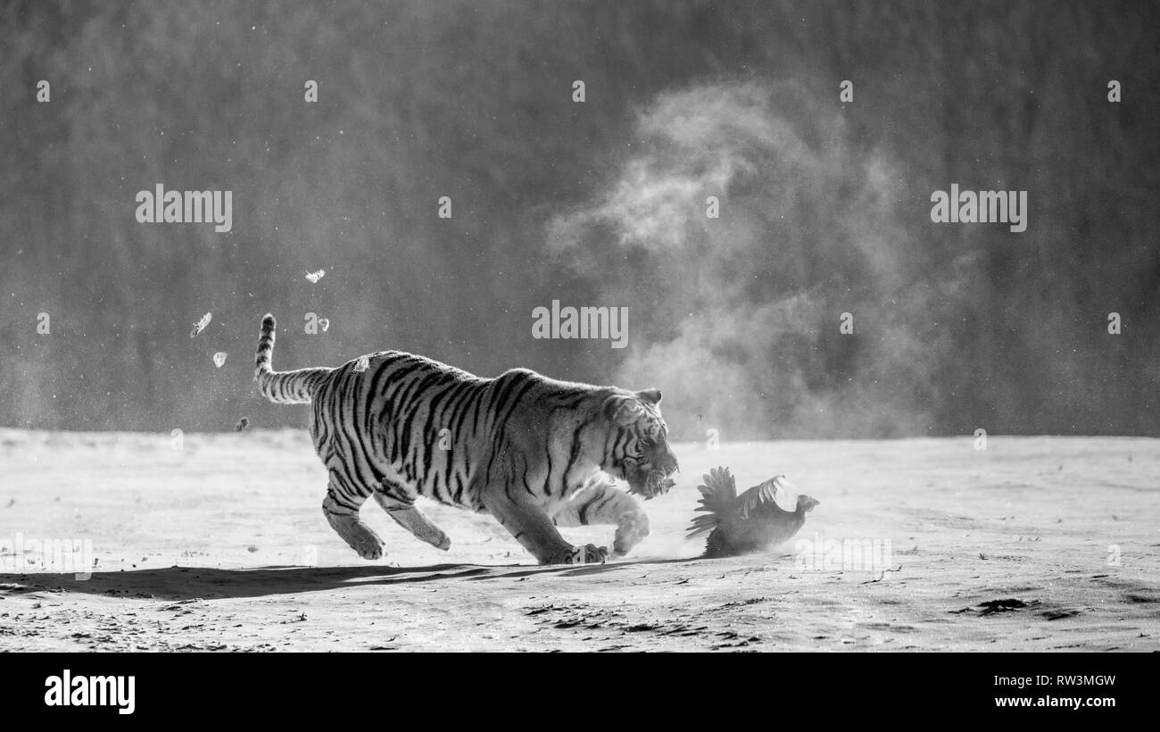 Siberian Tiger running in the snow and catch their prey. Very dynamic ...