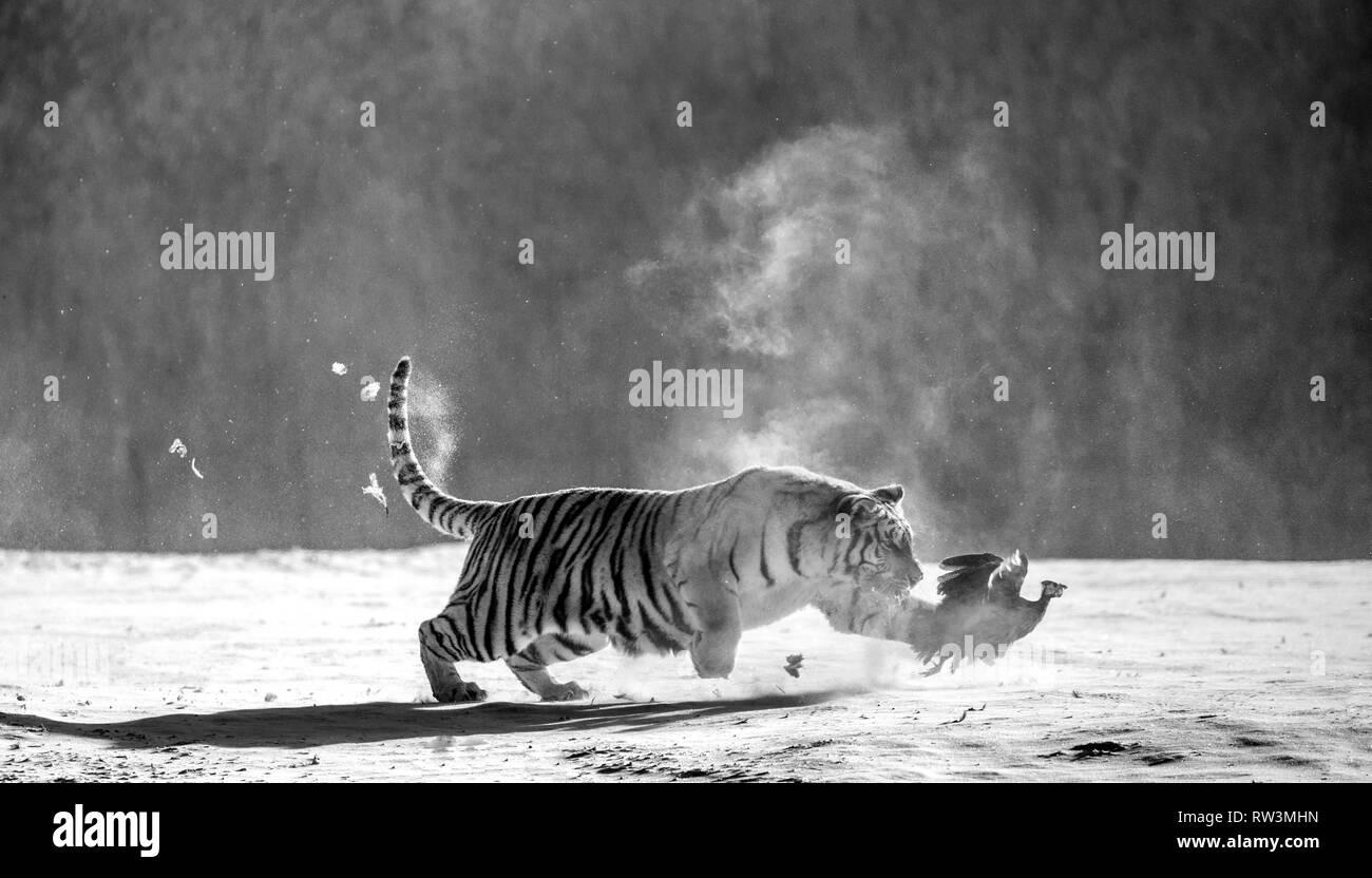 Siberian Tiger running in the snow and catch their prey. Very dynamic ...