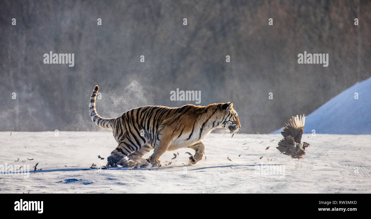 Siberian Tiger running in the snow and catch their prey. Very dynamic ...