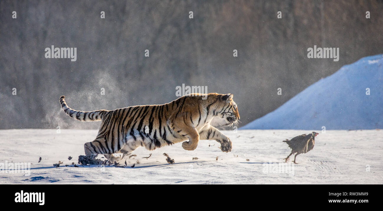 Siberian Tiger running in the snow and catch their prey. Very dynamic ...