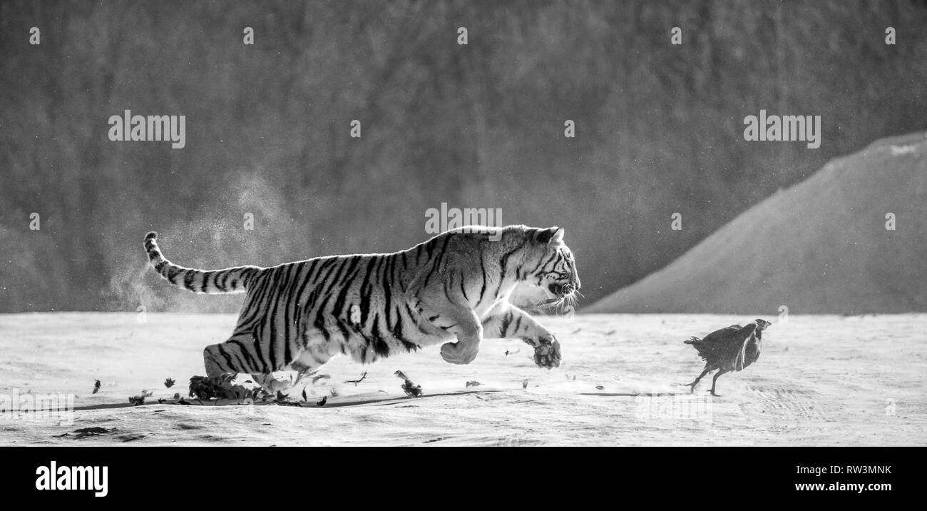 Siberian Tiger running in the snow and catch their prey. Very dynamic ...