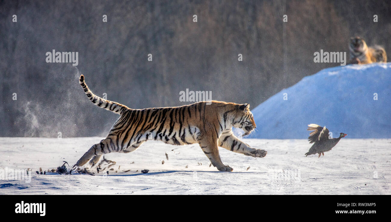 Siberian Tiger running in the snow and catch their prey. Very dynamic ...