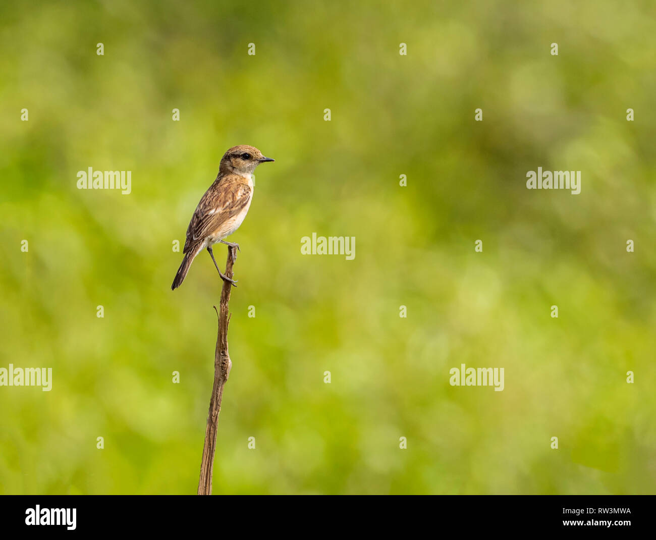 Siberian stone hi-res stock photography and images - Alamy