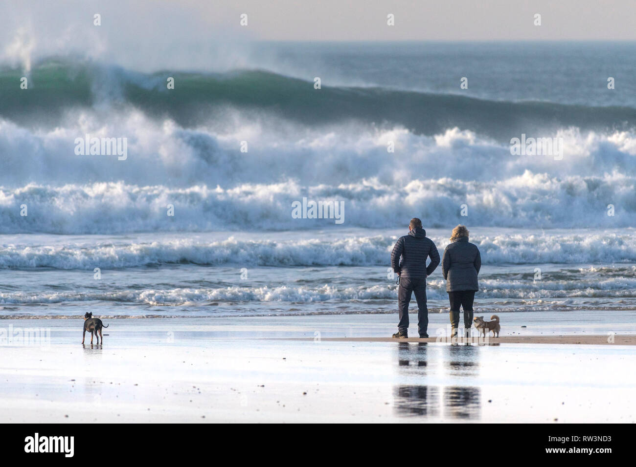 Dog walkers and their dogs standing on the shoreline watching big waves ...