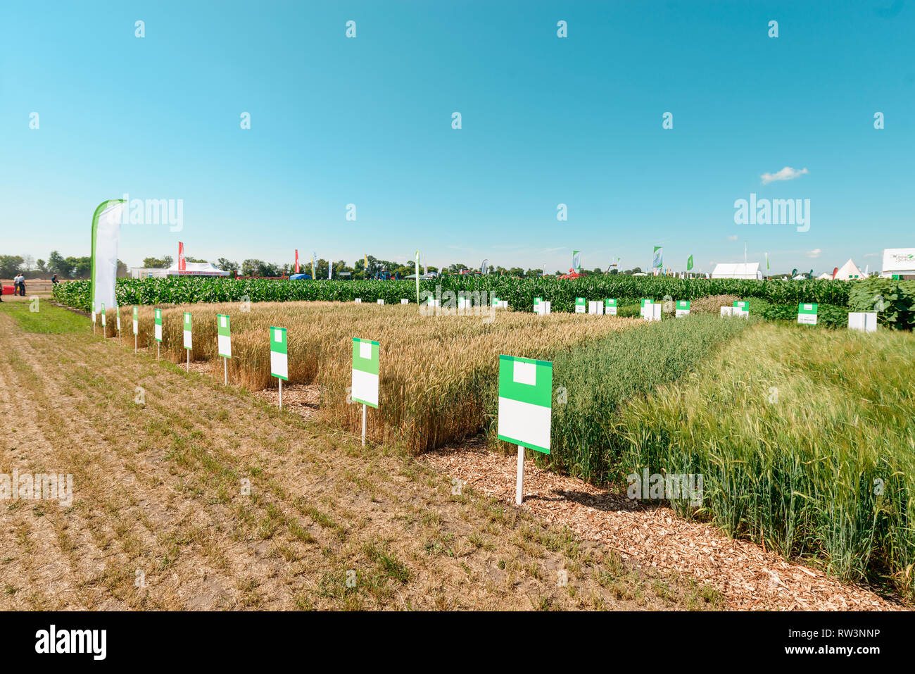 Small wheat plantation Stock Photo - Alamy