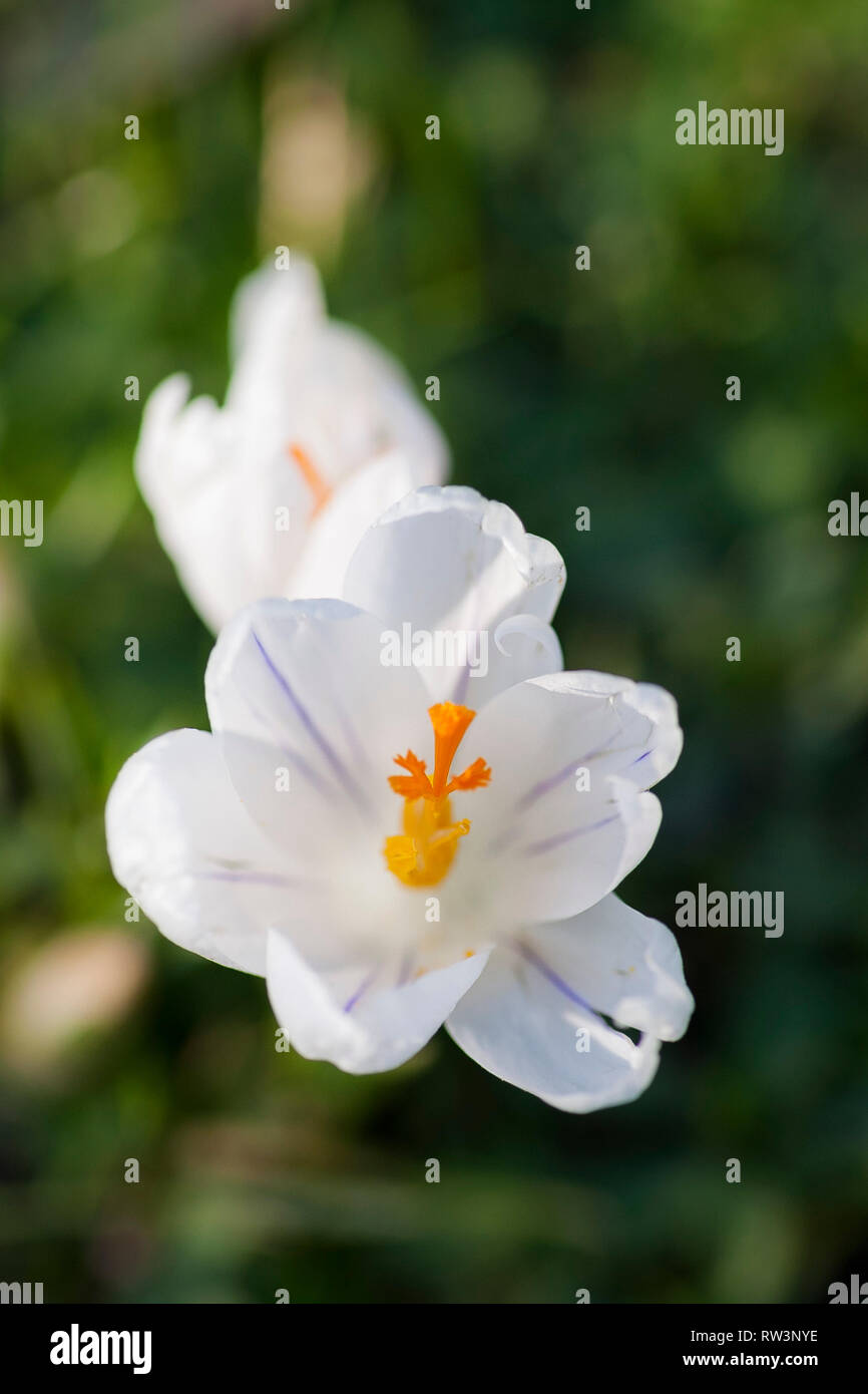 Overhead spring flower hi-res stock photography and images - Alamy