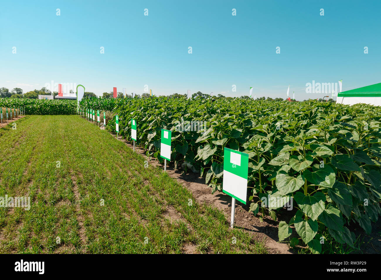 Big field hi-res stock photography and images - Alamy