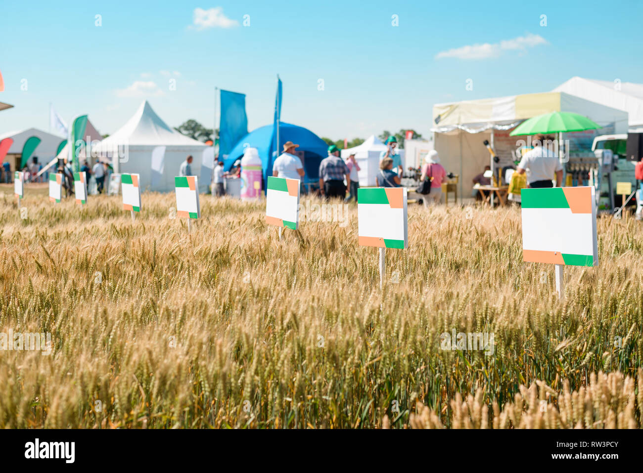 Wheat plantation at a fair Stock Photo - Alamy