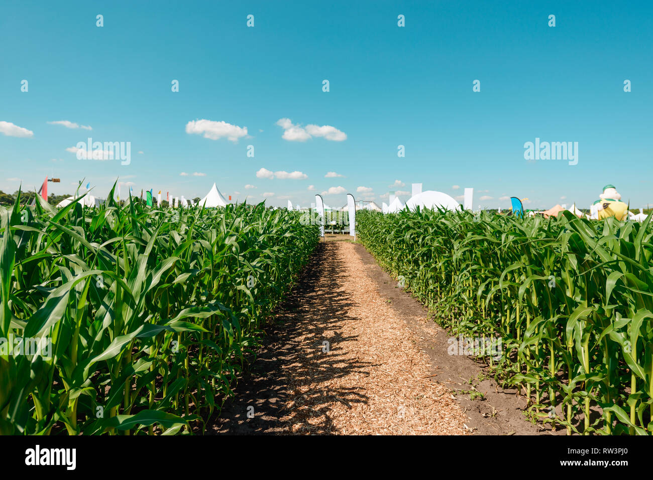 Road in the corn field Stock Photo - Alamy