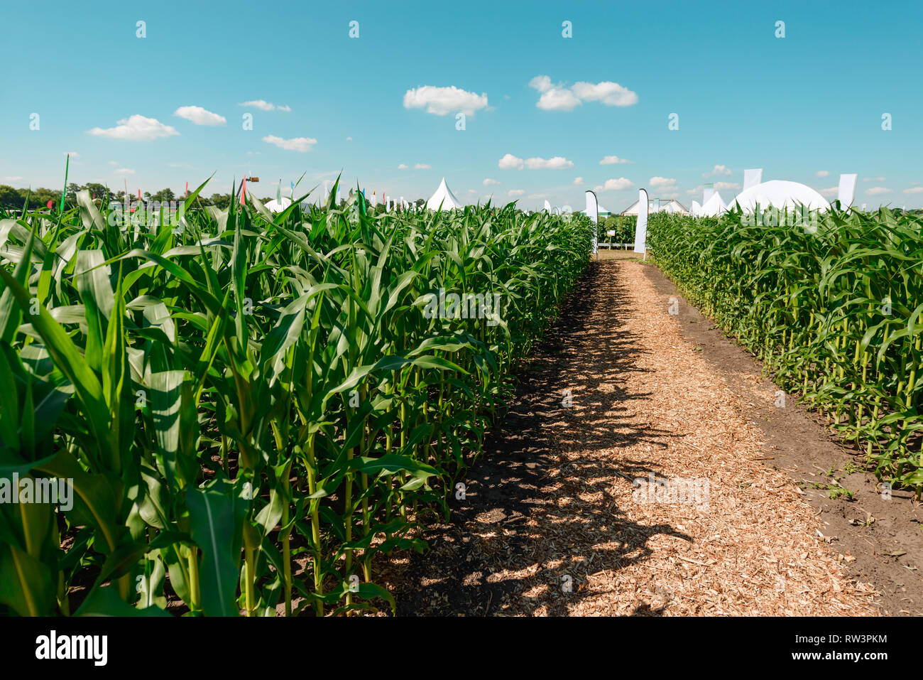 Road in the corn field Stock Photo - Alamy