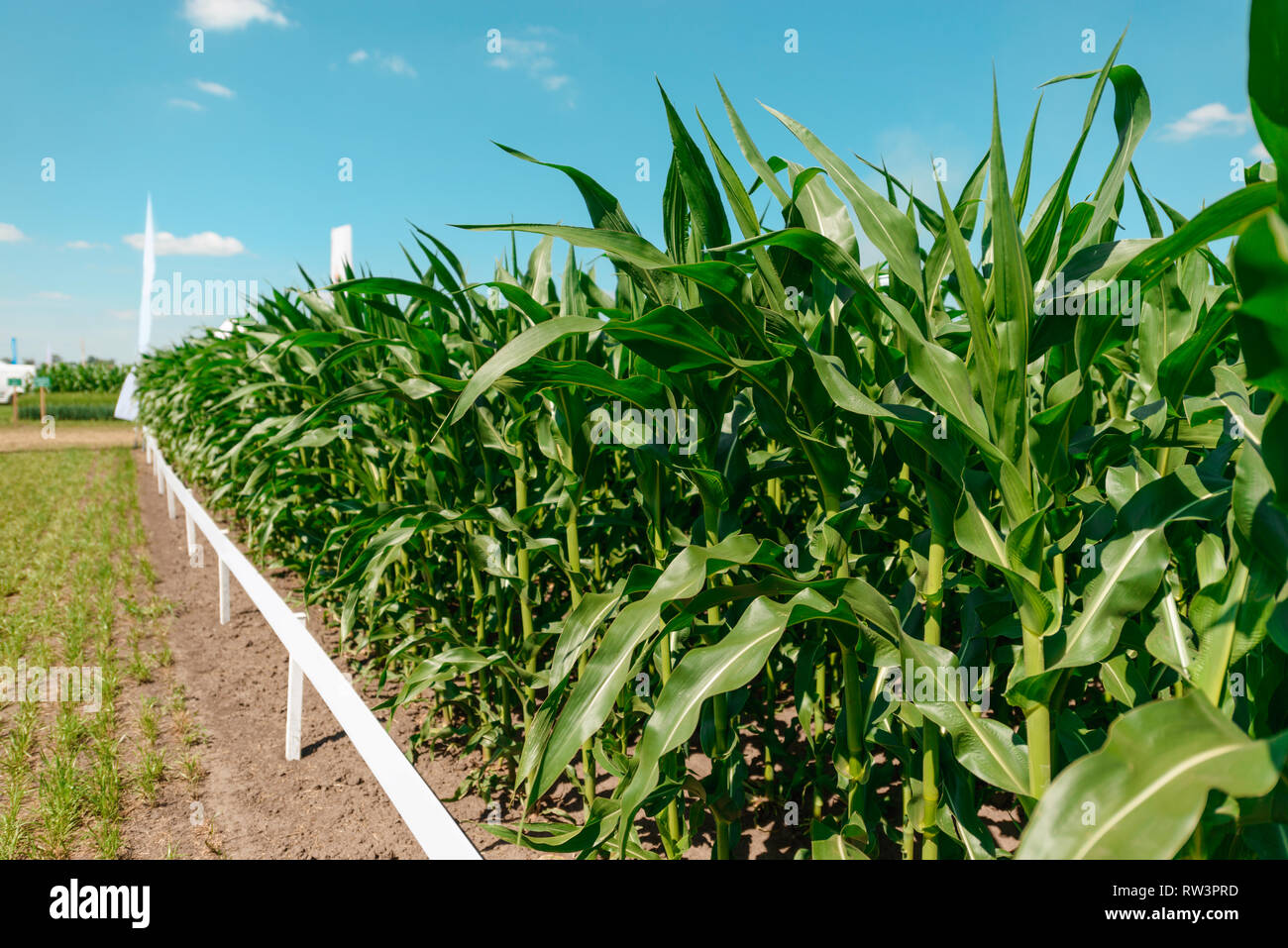 Corn field and blue sky Stock Photo - Alamy