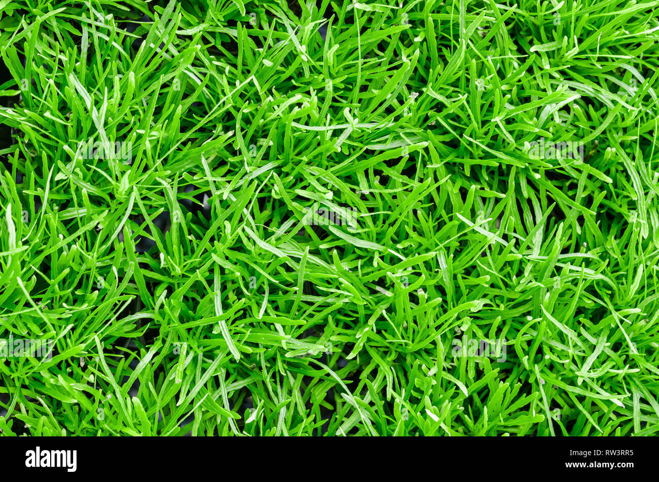 Nature green grass background top view Stock Photo - Alamy