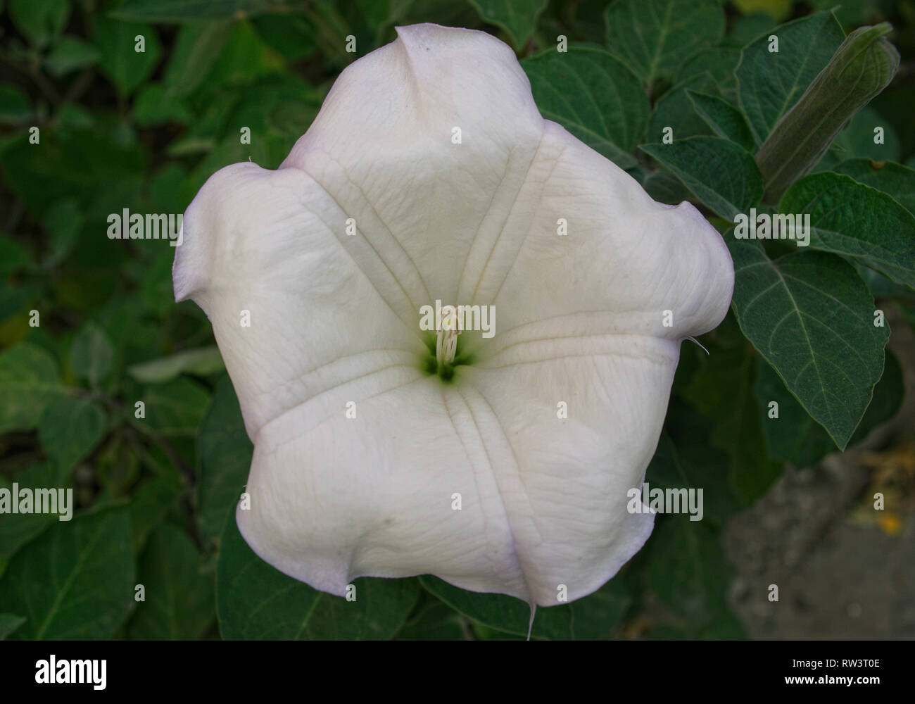 Closeup view on big white lily flower Stock Photo - Alamy
