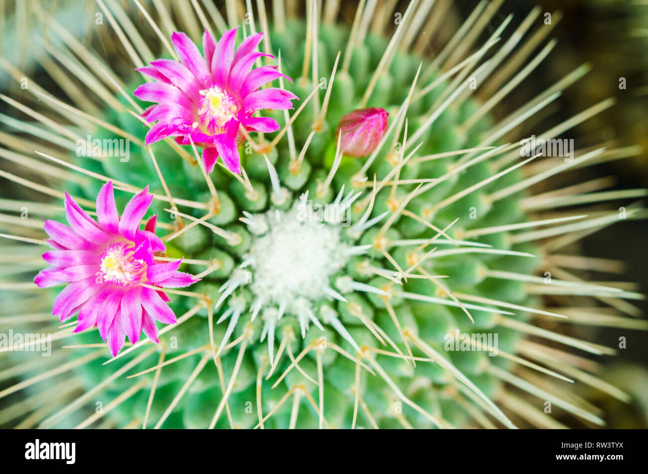 Macro closeup of hot pink purple flowers in garden of Echinopsis ...