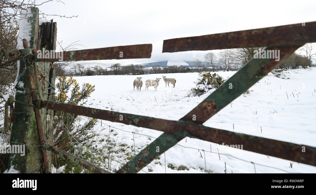 Sheep in wicklow hi-res stock photography and images - Alamy