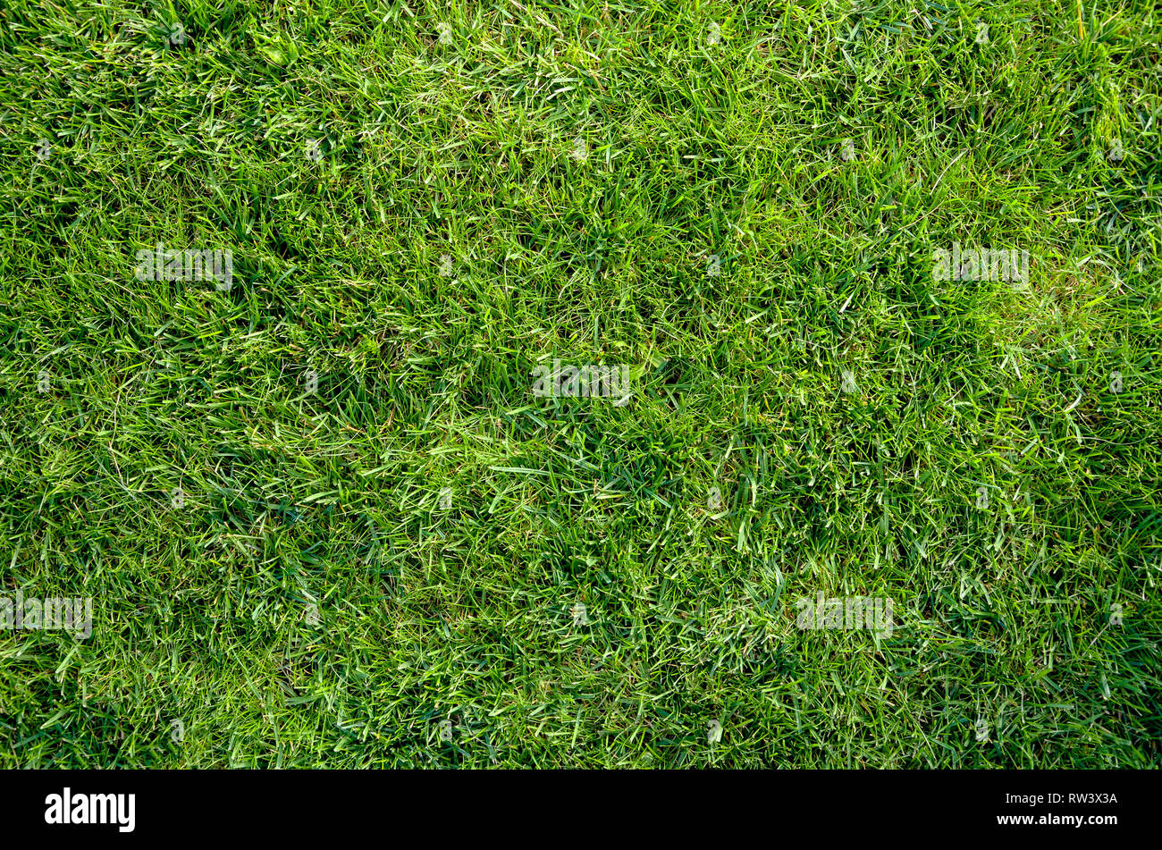 Authentic seamless natural green grass lawn flat lay background Stock ...