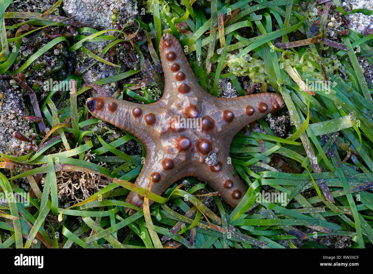 Malapascua Island, Philippines. May, 2018. Starfish Oreasteridae ...