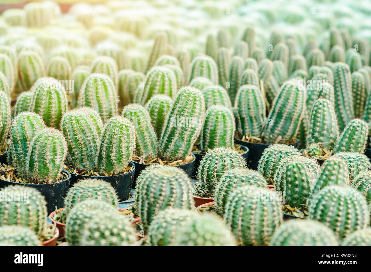 Cactus is the scientific name Mila sp in garden Stock Photo - Alamy